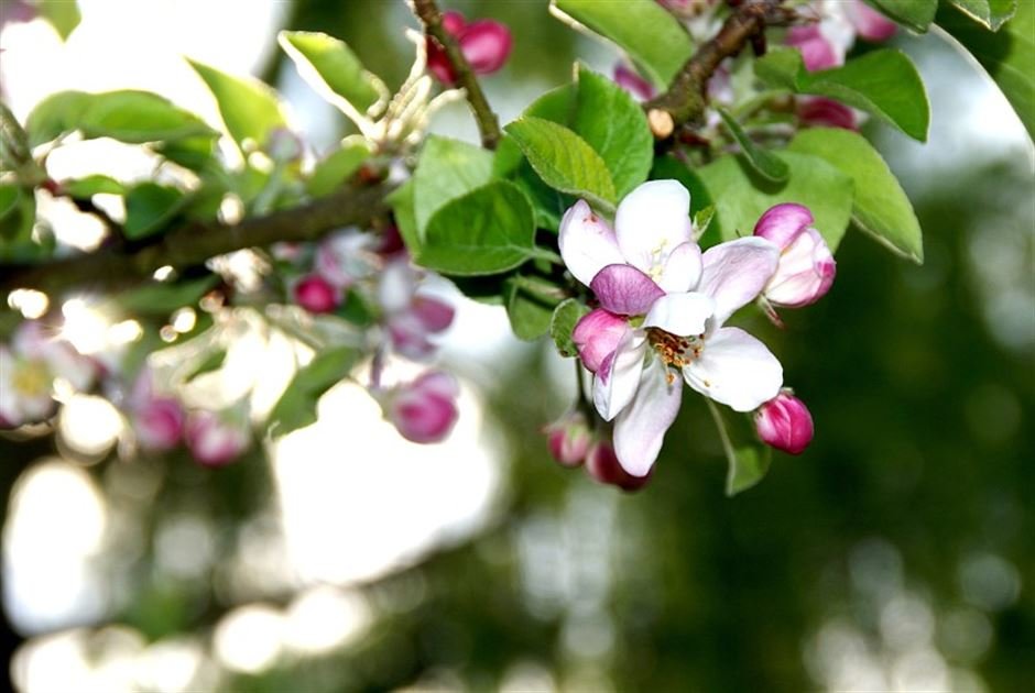 Kam vyrazit na prvního máje? Podívejte se na tipy - QAP.cz