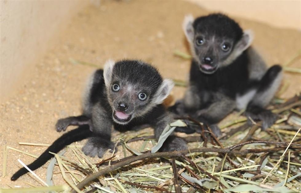 Sobota bude v plzeňské ZOO ve znamení zvířat - QAP.cz