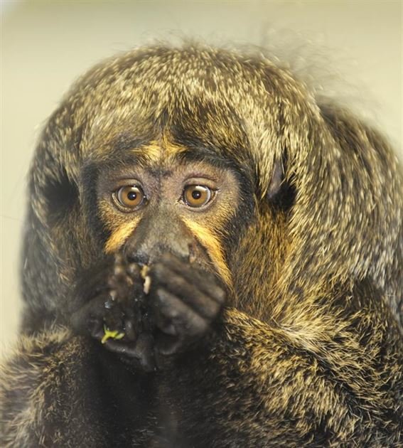 V plzeňské ZOO se zabydlují noví obyvatelé - QAP.cz