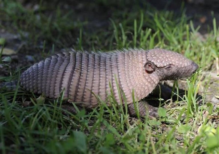 Pásovec štětinatý v plzeňské zoo se jmenuje Cyril - QAP.cz