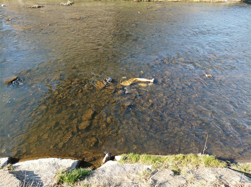 Z oblečení ve vodě vyčnívala lidská noha. Vyděšený kolemjdoucí volal ...