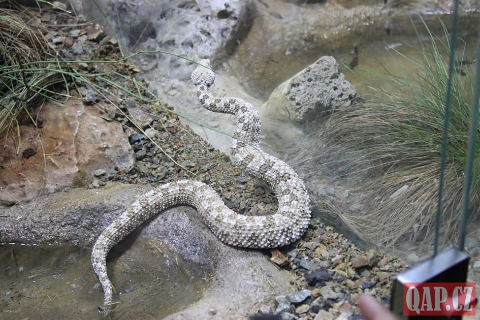 Plzeňská zoo má světový unikát. Zmije pavoučí je opravdu výjimečná ...