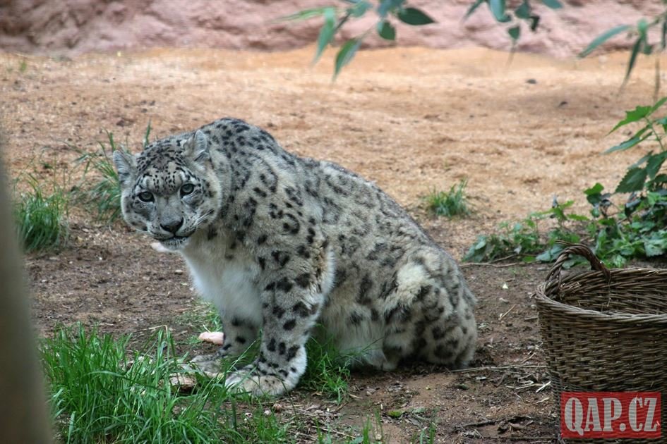 Smutná zpráva z plzeňské zoo. V pokročilém věku zemřel samec irbise ...