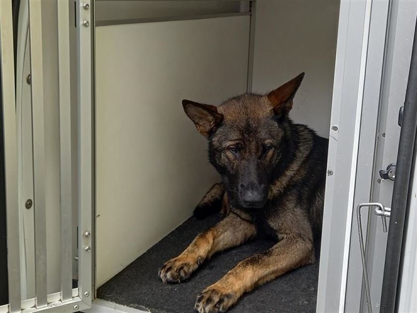 Pes Rex pomohl vypátrat drogy v autě - QAP.cz