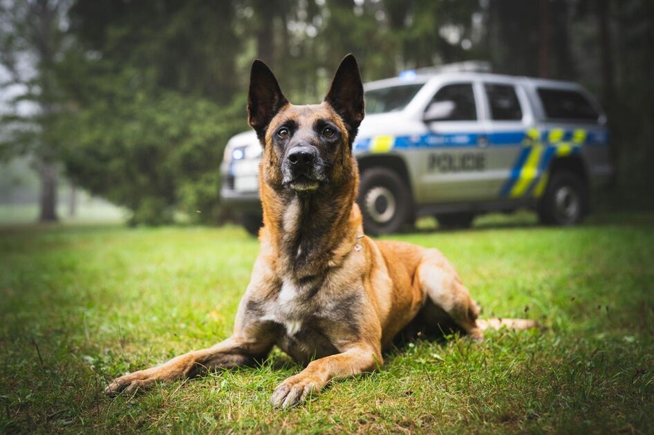 Noční řádění muže v Plzni ukončil policejní pes - QAP.cz