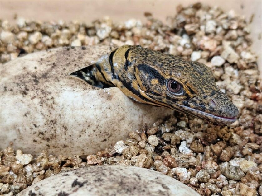 Zoo hlásí první letošní mládě, jde o opravdovou raritu! FOTKY - QAP.cz