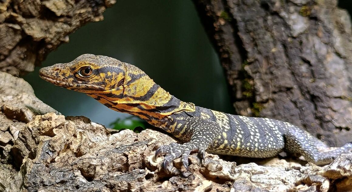 Zoo hlásí první letošní mládě, jde o opravdovou raritu! FOTKY - QAP.cz