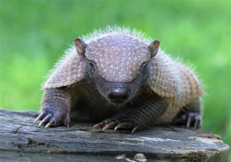 V plzeňské ZOO se narodil pásovec Bertička - QAP.cz